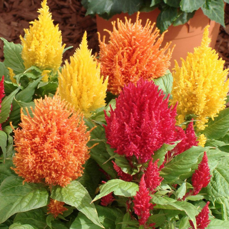 Celosia plumosa-Flower Seeds– Exotic Flora
