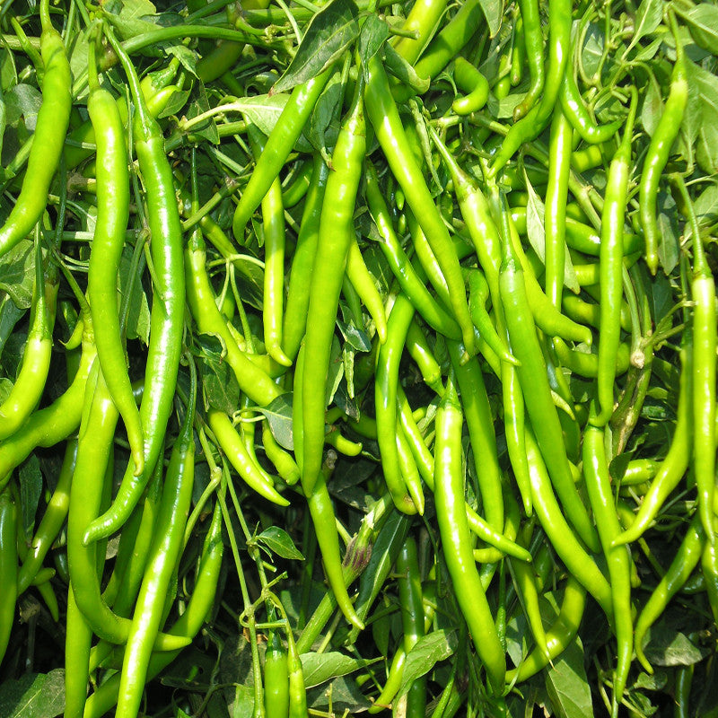 Chilli NS 1701-Vegetable Seeds– Exotic Flora