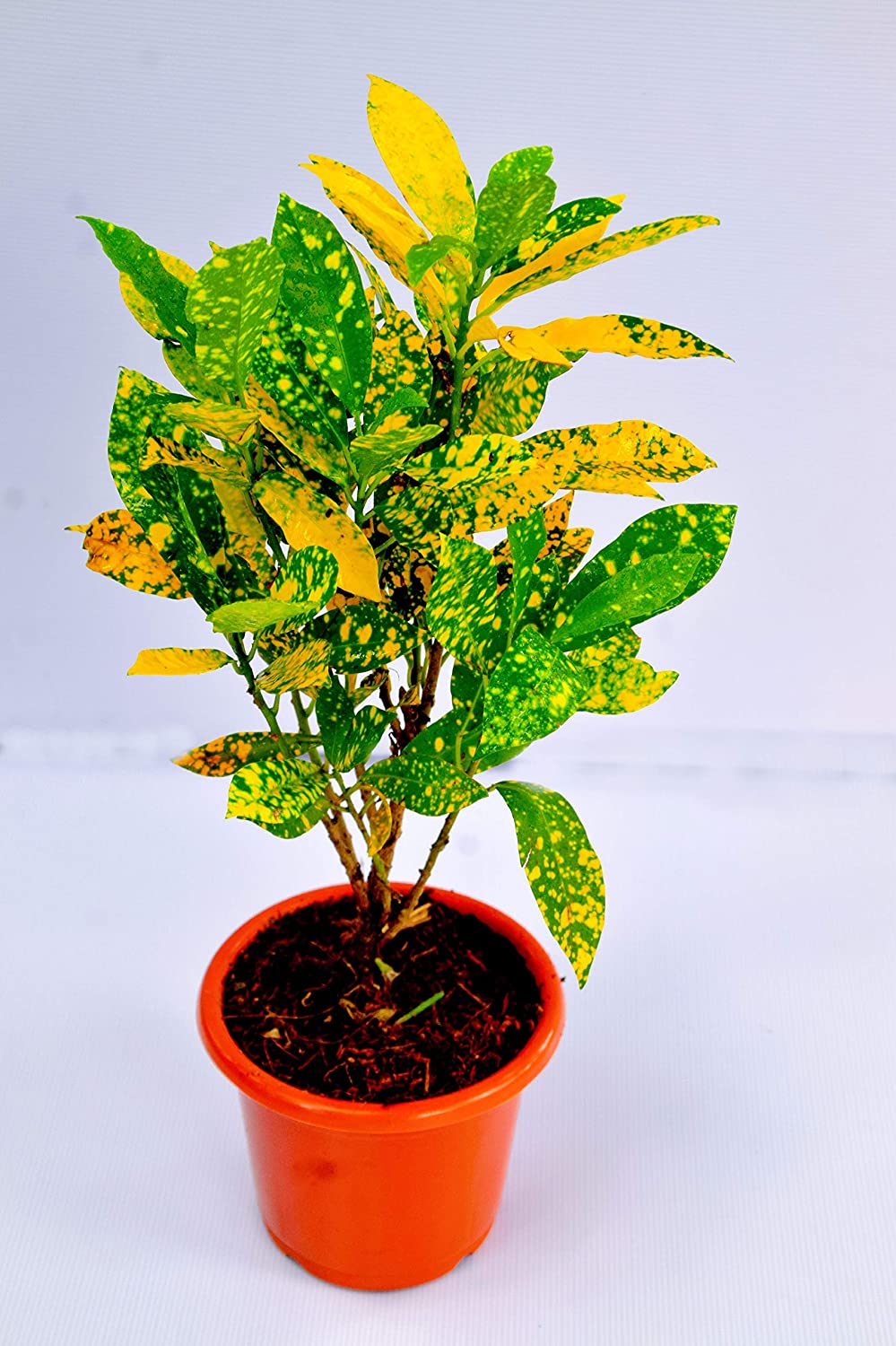 Gold Dust Croton - Ornamental Plants– Exotic Flora
