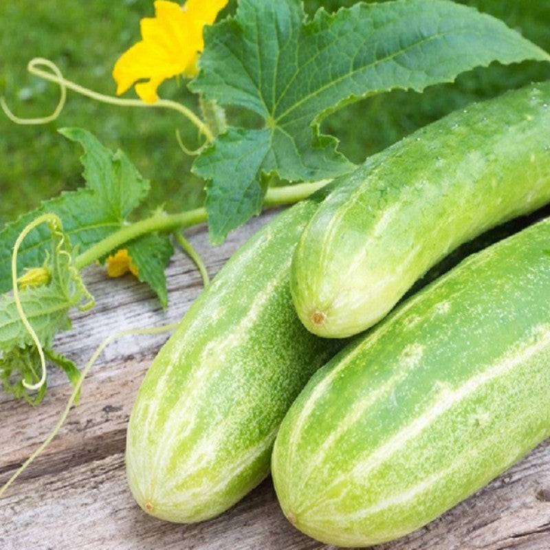 Cucumber NS 404-Vegetable Seeds– Exotic Flora