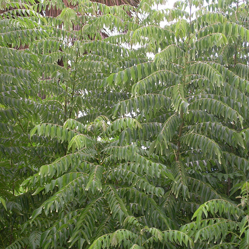 Curry Leaf plant- KITCHEN Plants & Tree– Exotic Flora