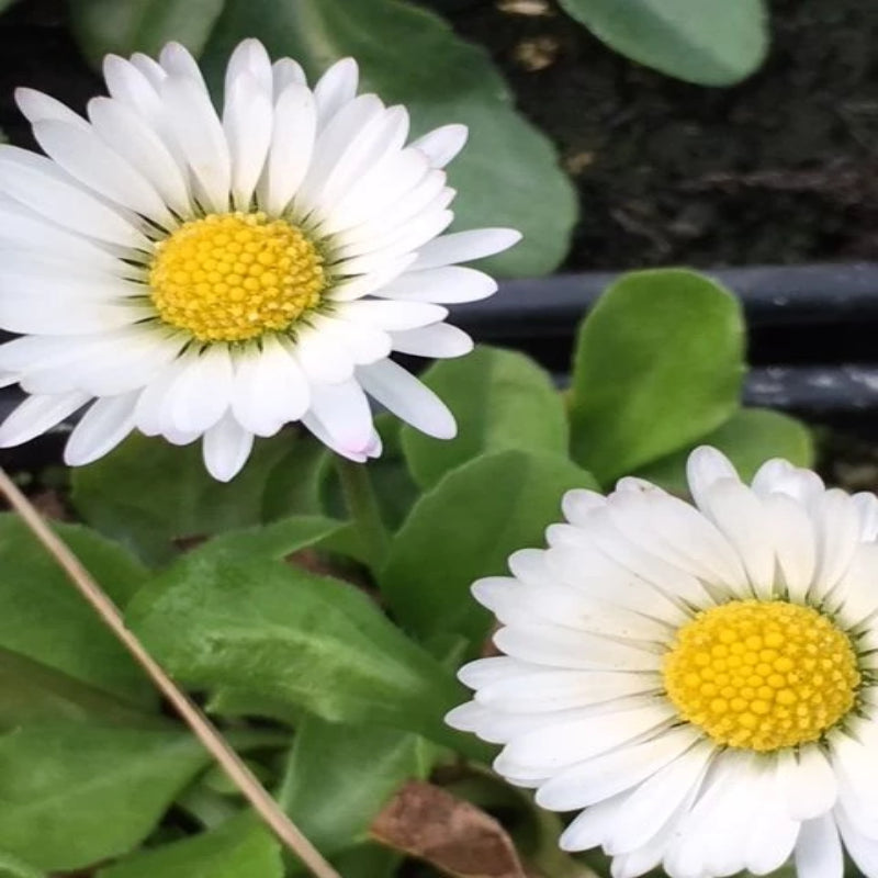 Daisy- Bellis Perennis - Flowering seeds– Exotic Flora