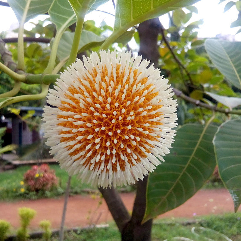 Kadamba - Big Size Plants– Exotic Flora