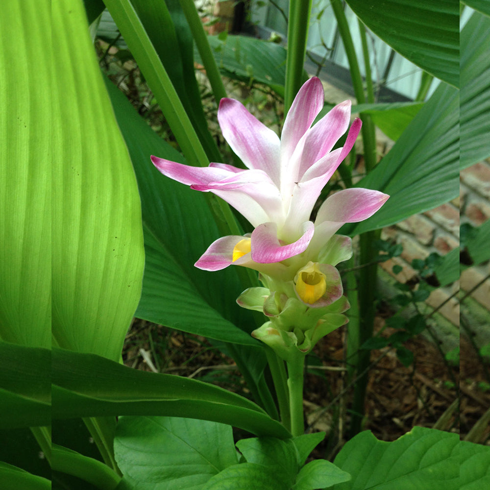 Curcuma amada / Mango Ginger Plant - Ornamental Plants– Exotic Flora