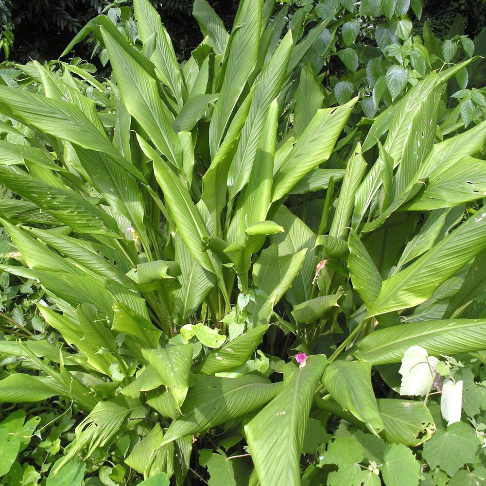 Curcuma amada / Mango Ginger Plant - Ornamental Plants– Exotic Flora