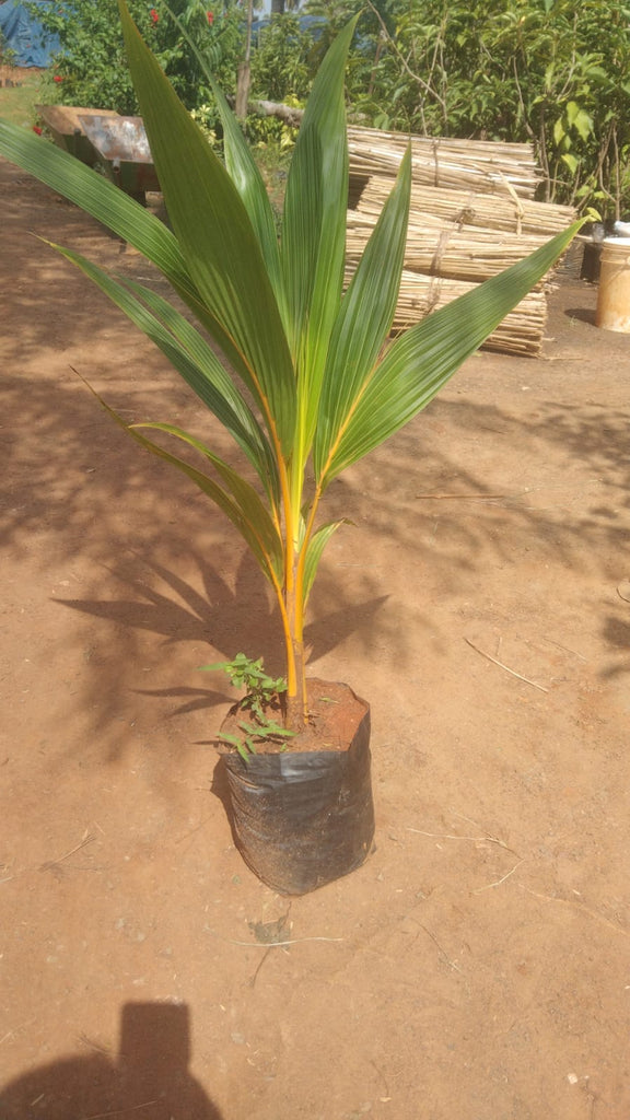 Coconut Ceylon Orange - Fruit Plants– Exotic Flora