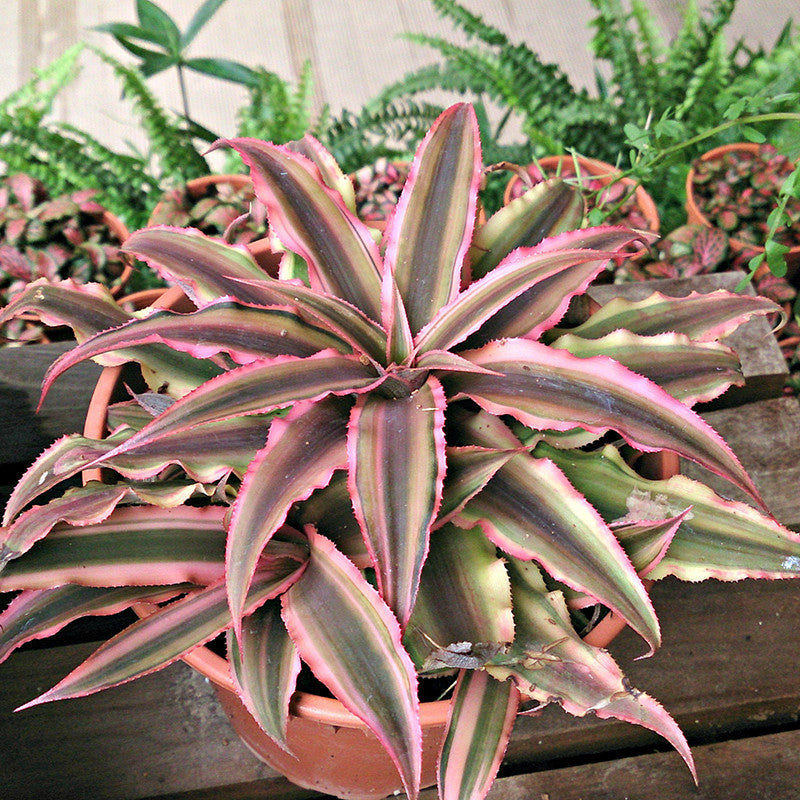 Cryptanthus Red - Indoor Plants– Exotic Flora
