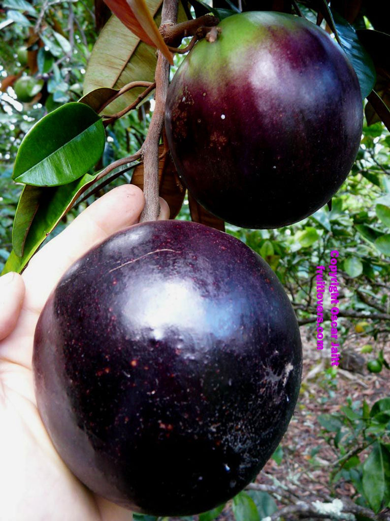 Milk Fruit/Chrysophyllum cainito - Exotic Fruit Plants– Exotic Flora
