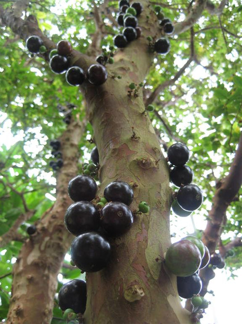 Jabuticaba - Fruits Plant & Tree– Exotic Flora