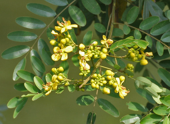 Senna siamea / Kassod tree - Avenue Trees– Exotic Flora