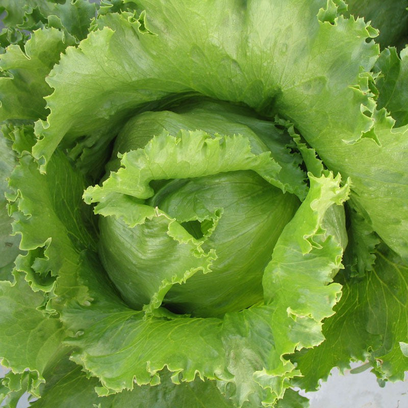 Lettuce ARYAN F1-Vegetable Seeds– Exotic Flora