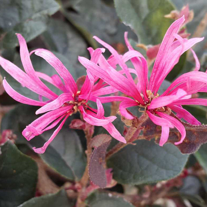 Chinese Fringe Flower/Loropetalum Chinense - Flowering Shrubs– Exotic Flora