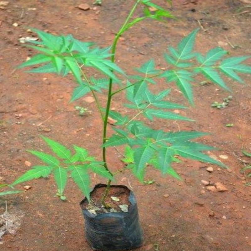 Malabar neem plant -Avenue trees– Exotic Flora