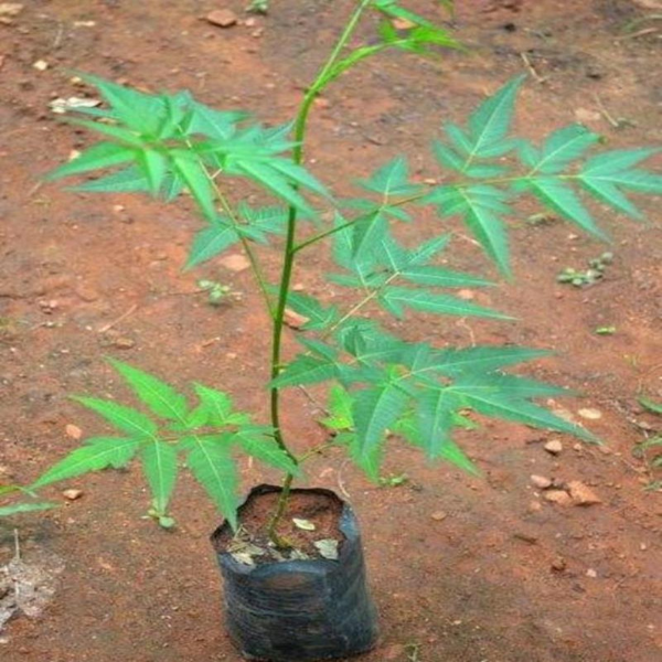 Malabar neem plant -Avenue trees – Exotic Flora