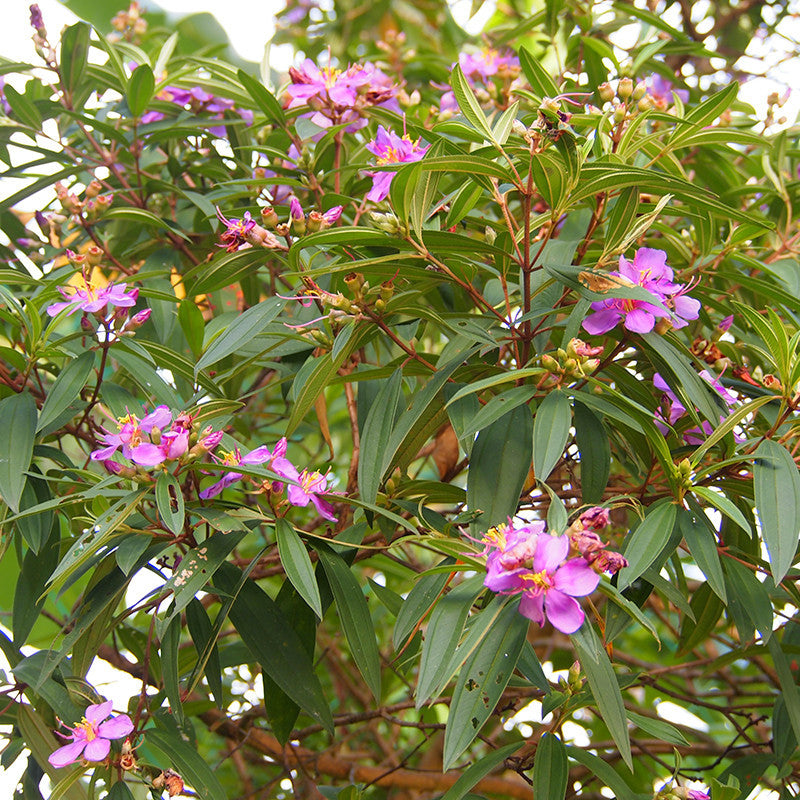 Melastoma Malabathricum - Flowering Shrubs– Exotic Flora