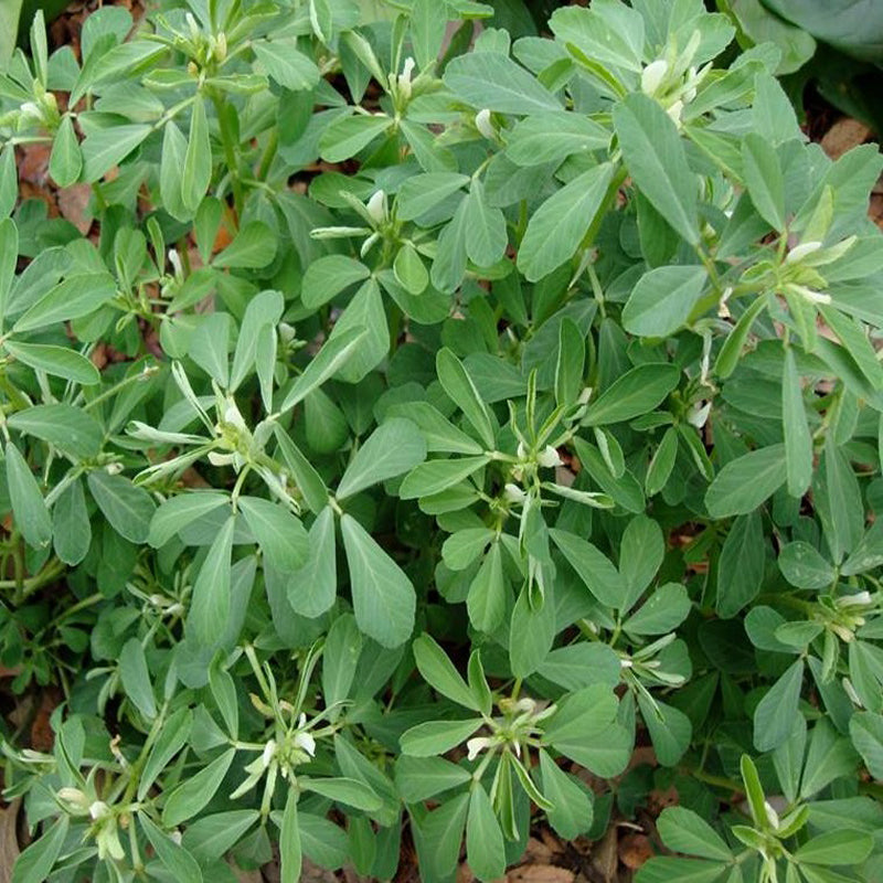 Menthi Spinach/Fenugreek-Vegetable Seeds– Exotic Flora