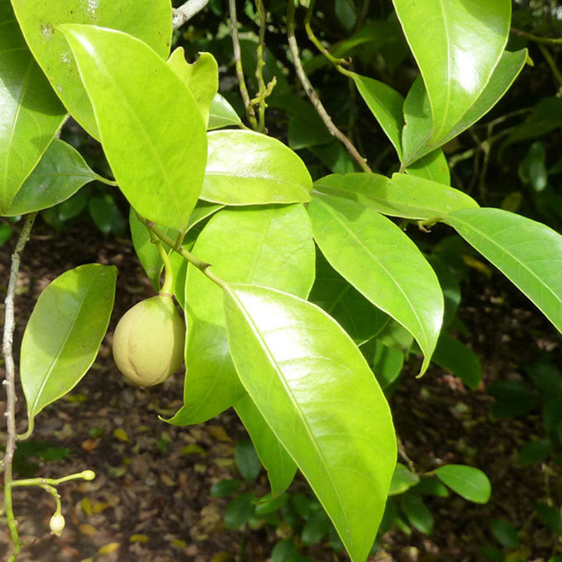 Jayaphal and Jatiphal -KITCHEN/Spices - PLANTS– Exotic Flora