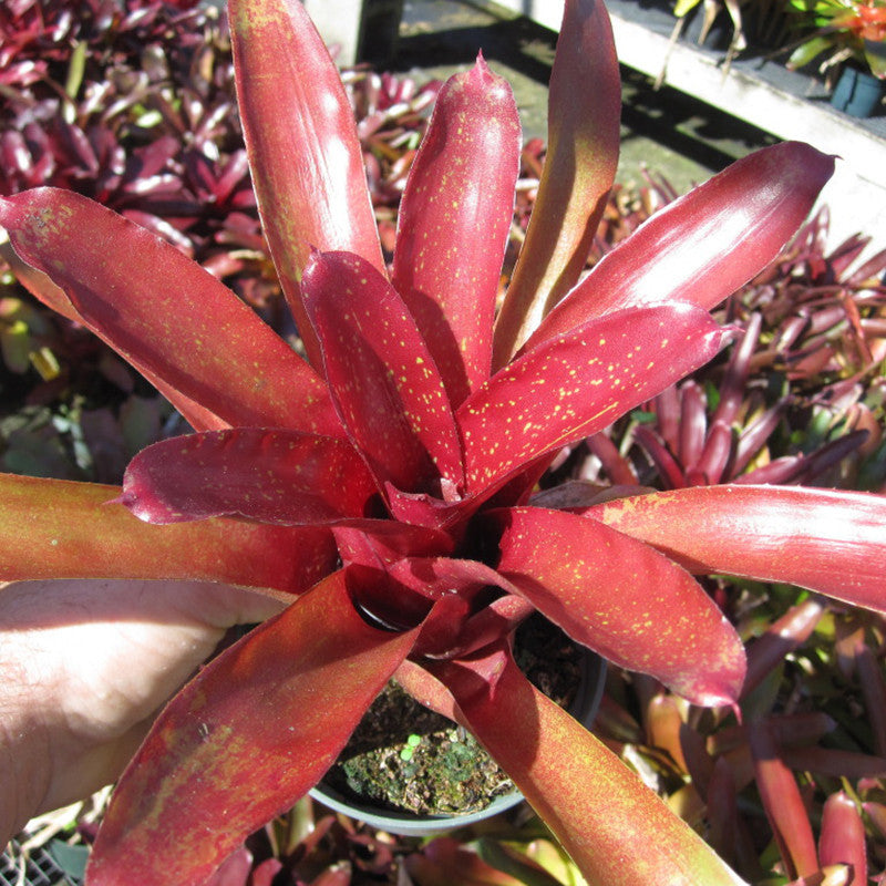 Neoregelia Fire Ball - Indoor Plants– Exotic Flora