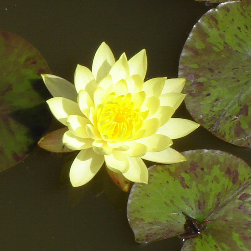 Water Lily Yellow - Aquatic Plants– Exotic Flora
