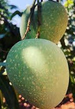Mango Panduri - Fruits Plant & Tree – Exotic Flora