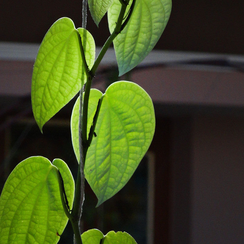Pepper Climber - Spice Plants– Exotic Flora