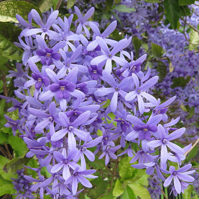 Petrea Volubilis - Creepers & Climbers– Exotic Flora