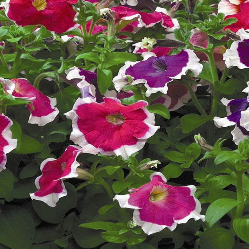 Petunia Mix -Flower Seeds – Exotic Flora