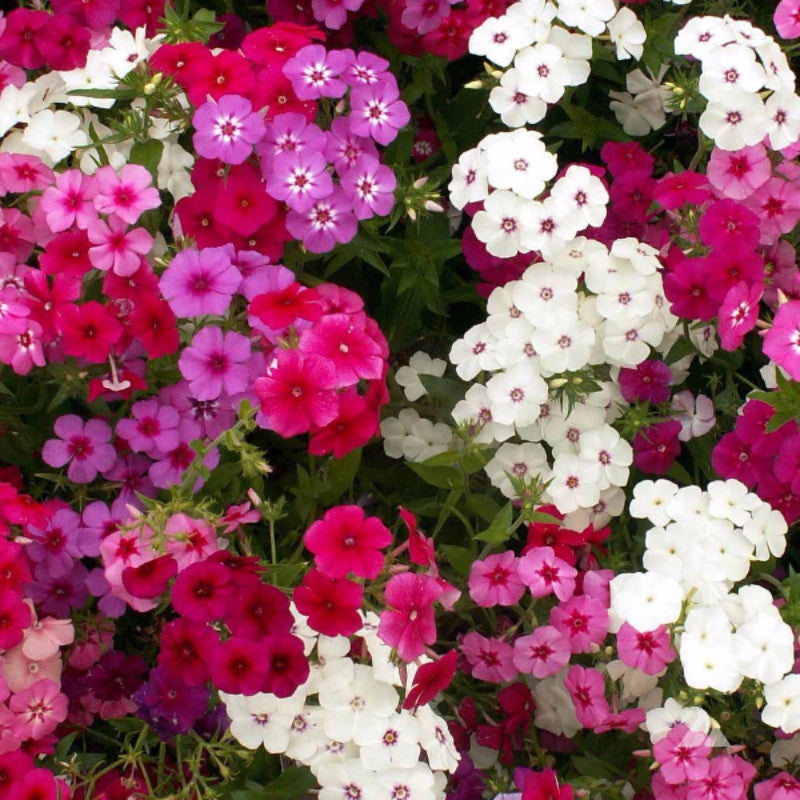 Phlox-Flower Seeds – Exotic Flora