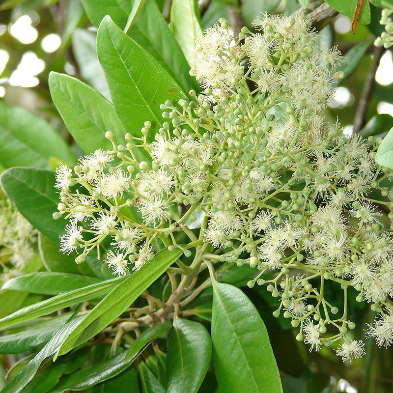 All Spice/Pimenta Dioica - Spice Plants– Exotic Flora