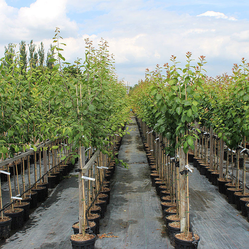 Plum Fruit (Grafted) - Fruit Plants & Tree– Exotic Flora