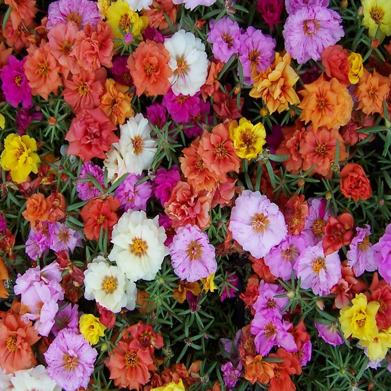 Portulaca-Flower Seeds– Exotic Flora