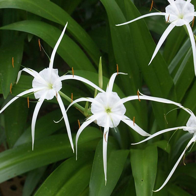 Spider Lily/Beach Spider Lily - Flowering Plants– Exotic Flora
