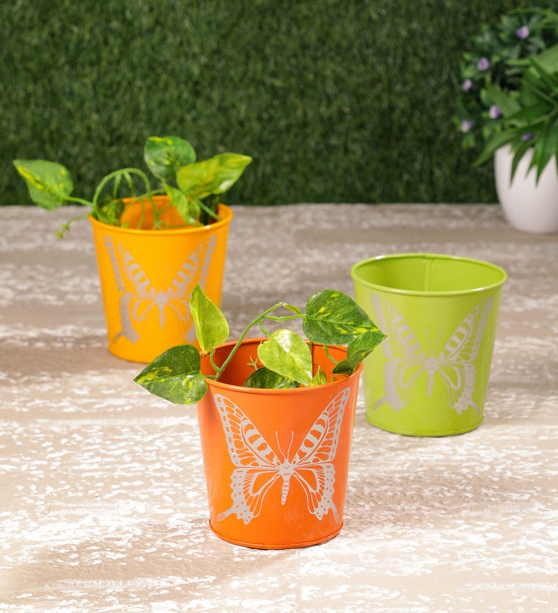Set of Three Mini butterfly pots– Exotic Flora