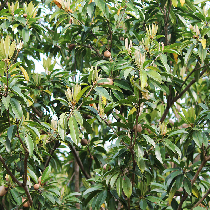 Sapota Kalapatti (Grafted)- Big Size Plants– Exotic Flora