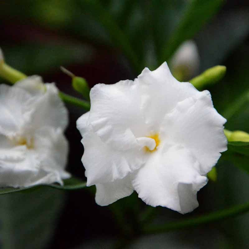 Buy Tagar Flower Online | Tagar Double Frills | Flowering Shrubs ...