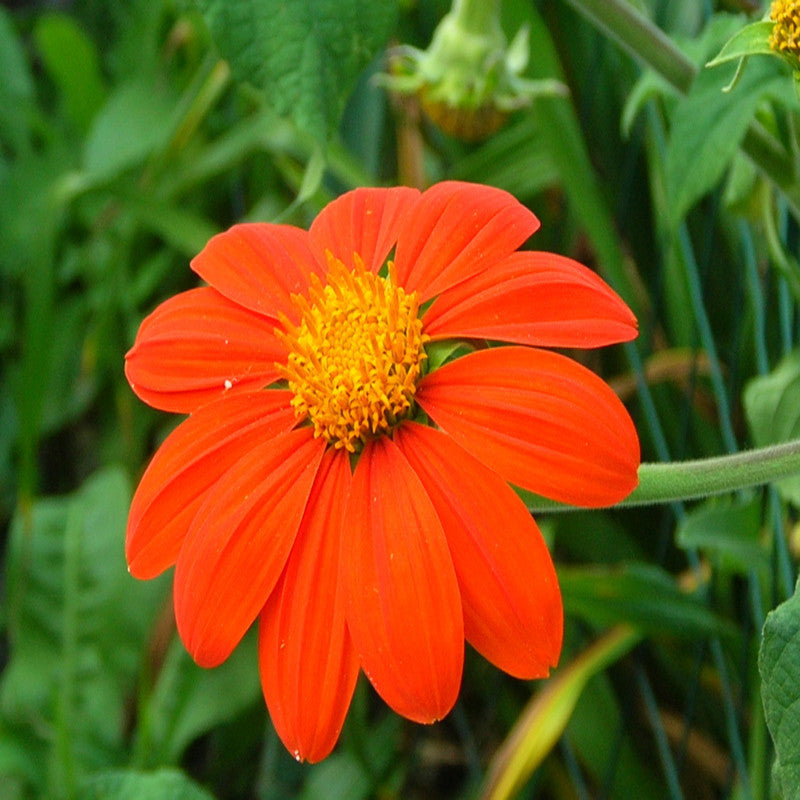 Tithonia-Flower Seeds– Exotic Flora