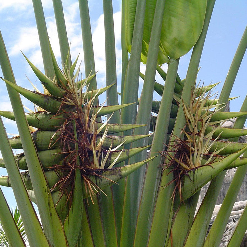 Traveller Palm - Palms– Exotic Flora