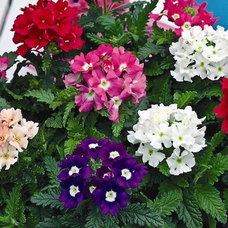 Verbena-Flower Seeds– Exotic Flora