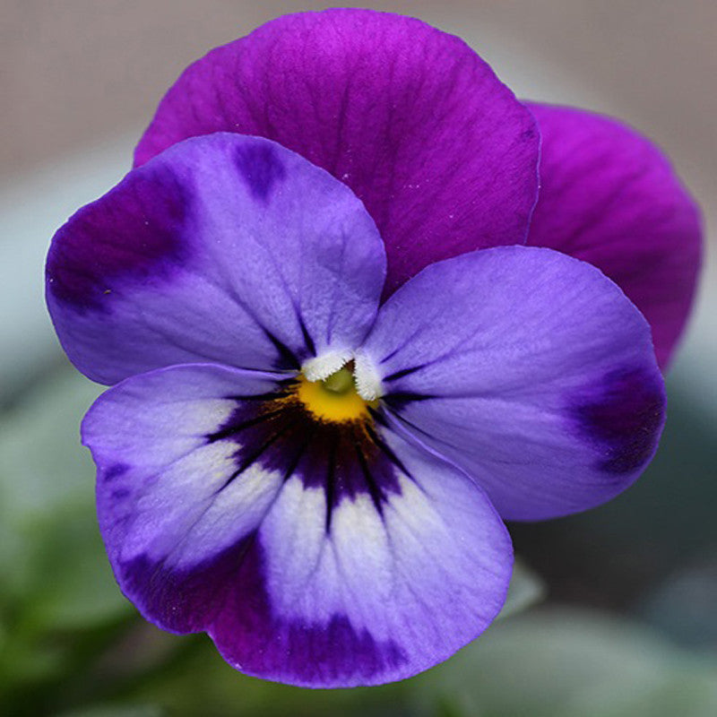 Viola-Flower Seeds– Exotic Flora