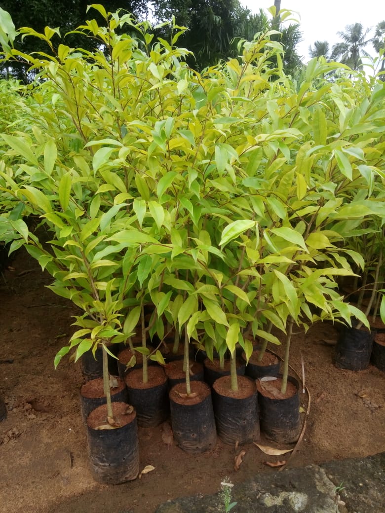 Agarwood Tree - Avenues Plants– Exotic Flora