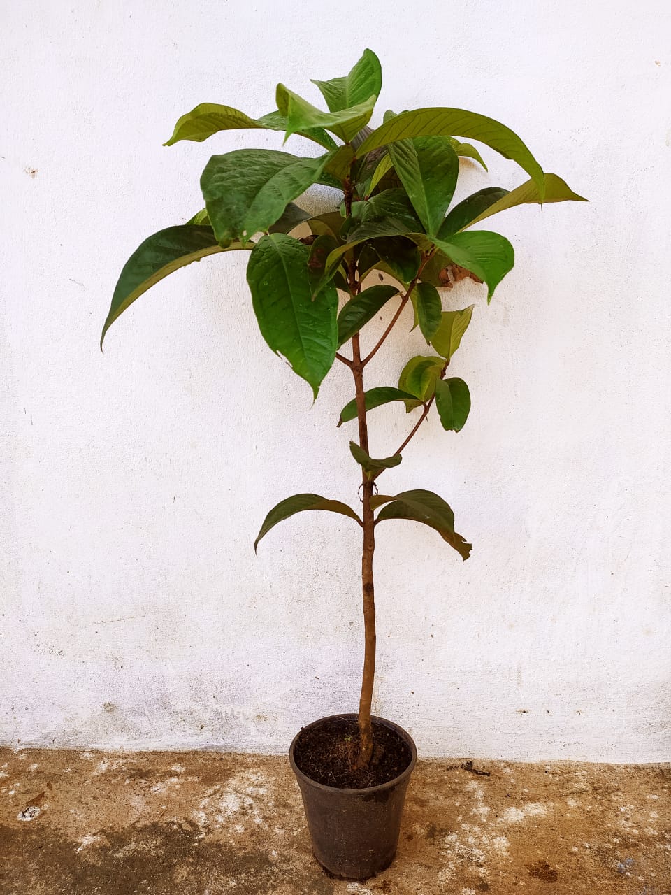 Malay apple- Fruit Plants & Tree– Exotic Flora