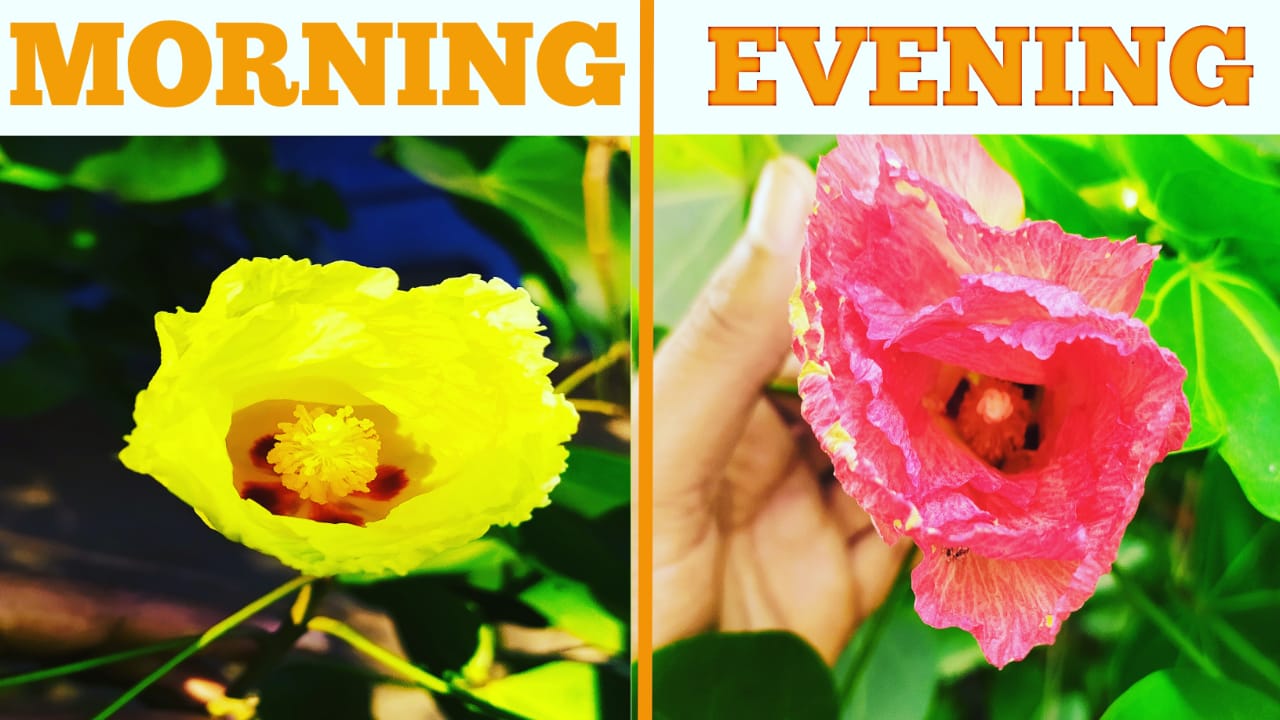 Portia tree/Paras Peepal - Avenue Trees– Exotic Flora