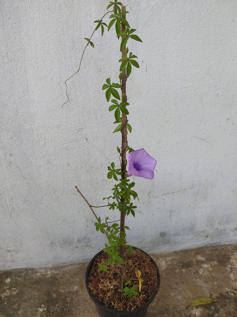 Ipomoea cairica - Creepers & Climbers– Exotic Flora