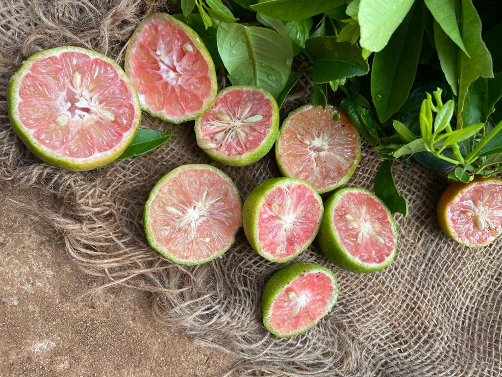 Red Lemon - Fruit Plants– Exotic Flora