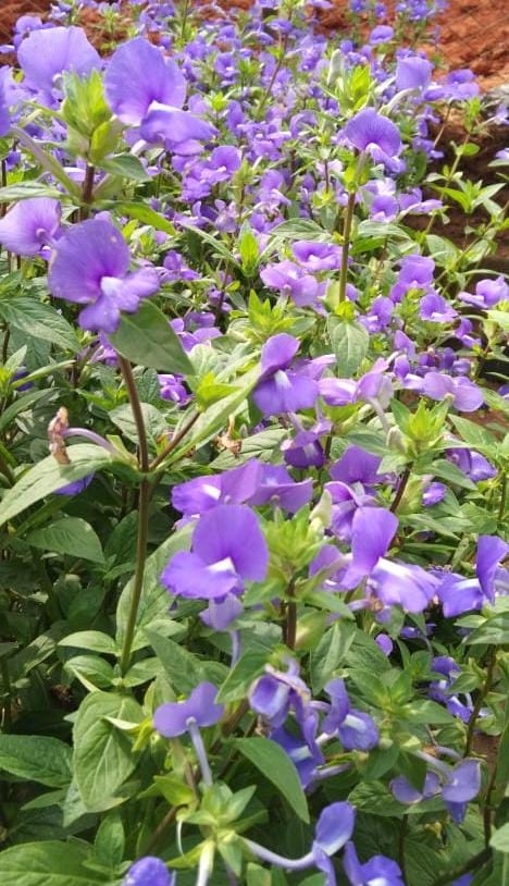Amazon Blue / Otacanthus caeruleus - Flowering Plant– Exotic Flora