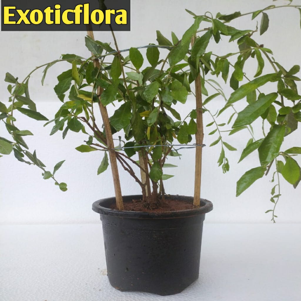 Curtain Creeper - Creepers & Climbers– Exotic Flora