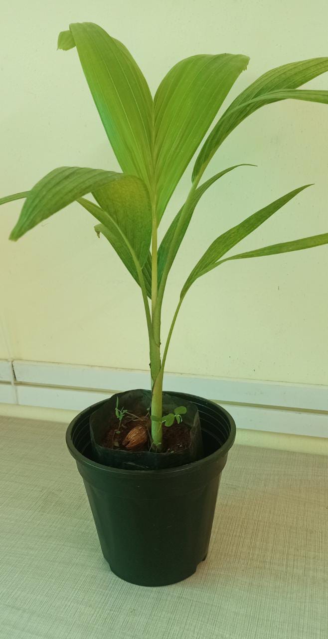 Veitchia merreilii Green - Outdoor Palms– Exotic Flora