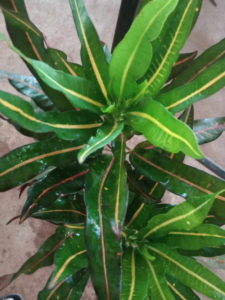 Codiaeum variegatum/Croton - Indoor/Outdoor Ornamental Plants– Exotic Flora