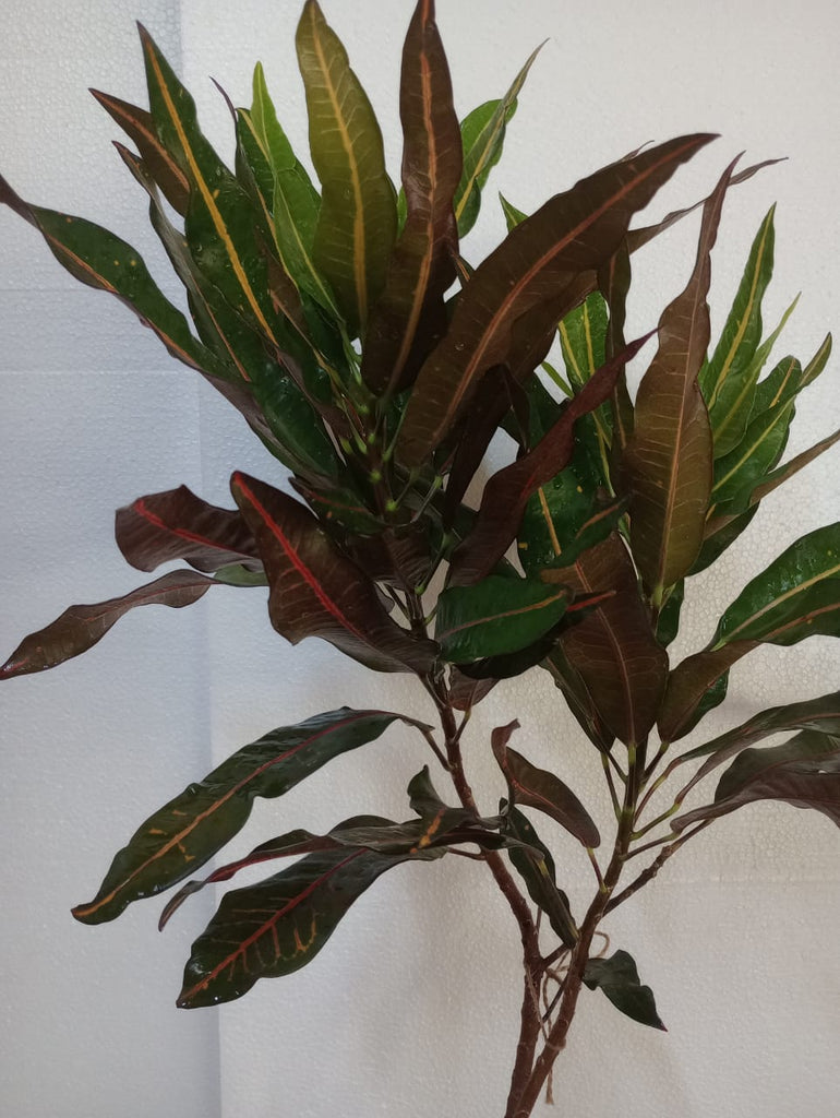 Codiaeum variegatum/Croton - Indoor/Outdoor Ornamental Plants– Exotic Flora
