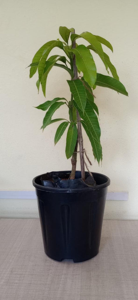 Golden Nam Dok Mai Mango (Grafted) Semi Dwarf - Fruit Plants– Exotic Flora